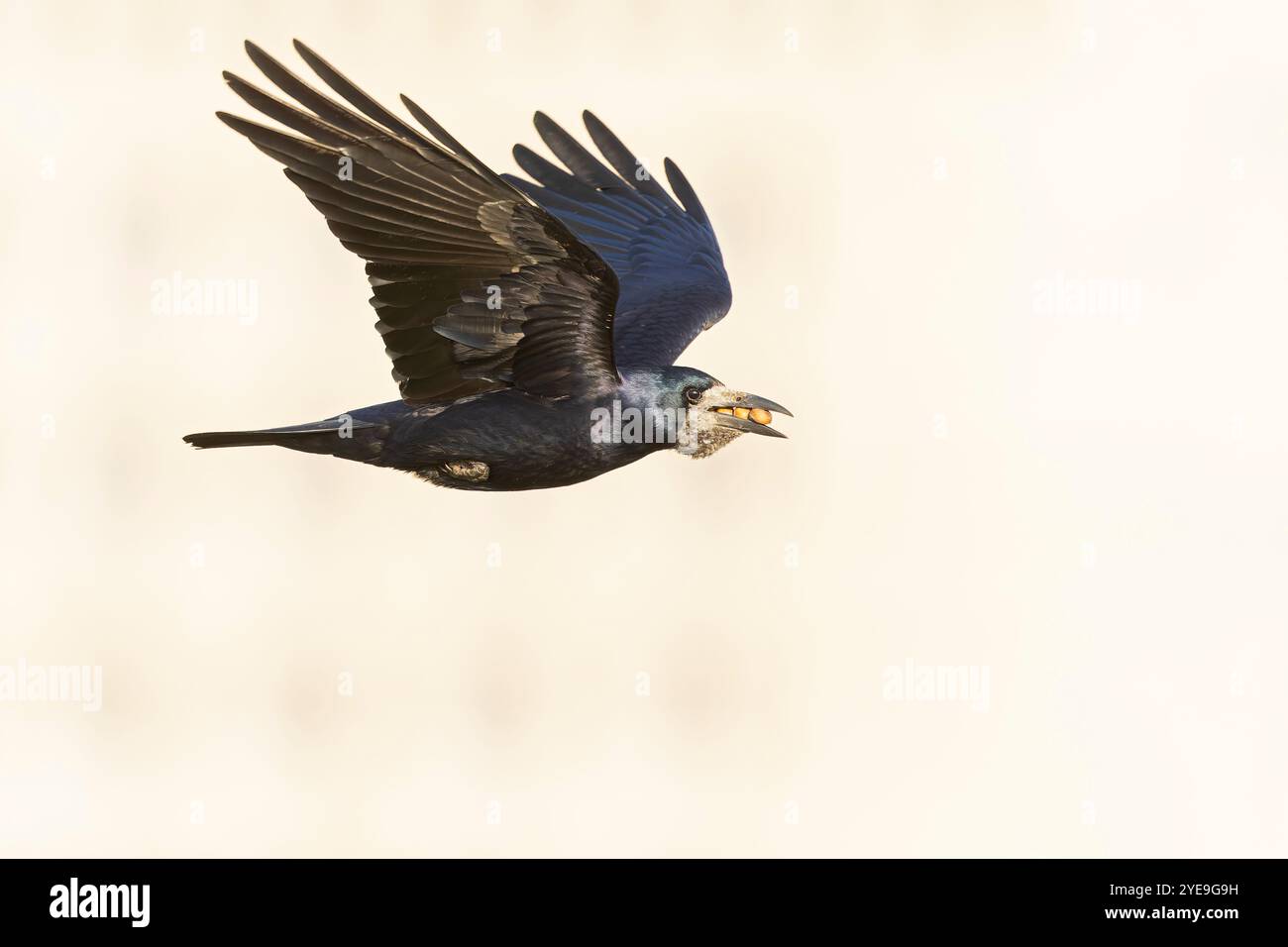 An adult rook (Corvus frugilegus) in flight with nuts in its beak Stock ...