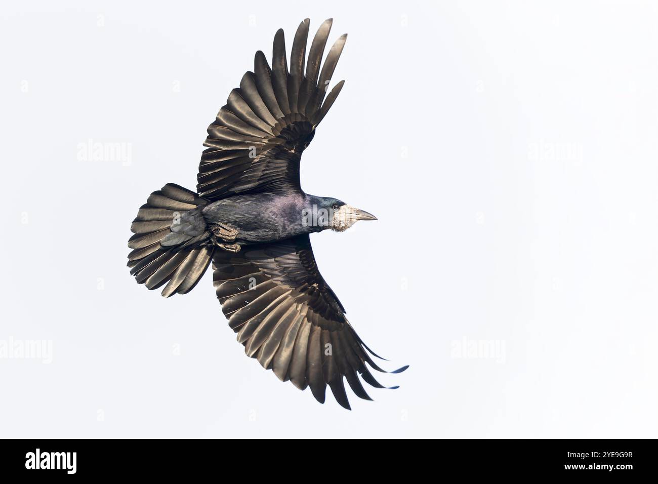 Rook bird hi-res stock photography and images - Alamy