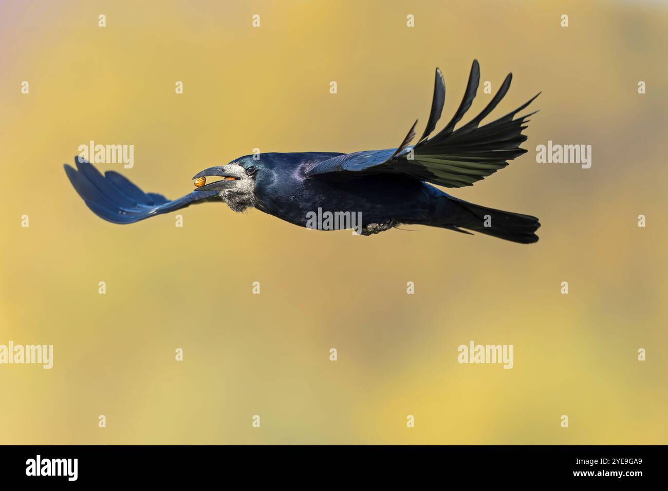 An adult rook (Corvus frugilegus) in flight with nuts in its beak Stock ...
