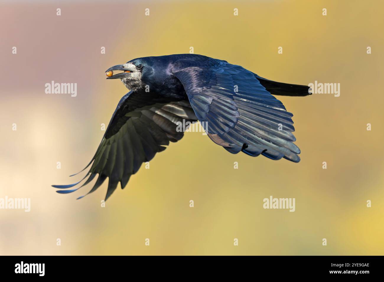 An adult rook (Corvus frugilegus) in flight with nuts in its beak Stock ...