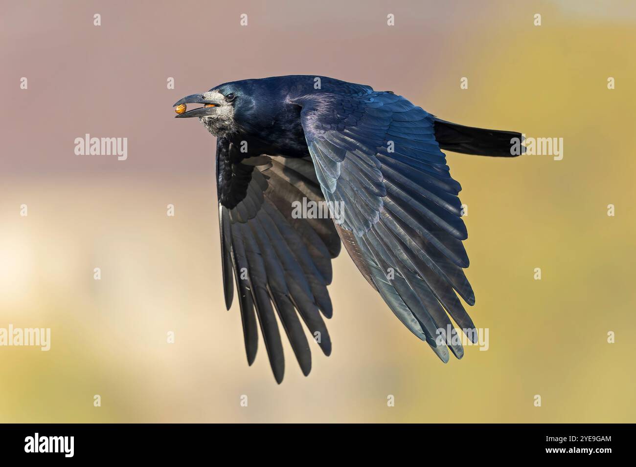 An adult rook (Corvus frugilegus) in flight with nuts in its beak Stock ...