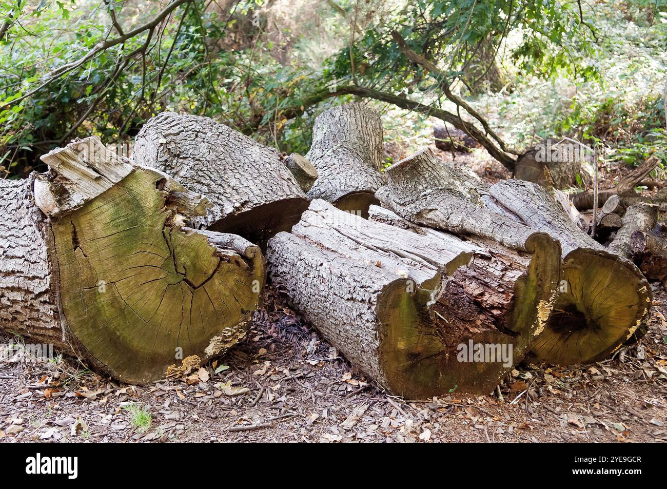 Chopped logs and trees rotting naturally Stock Photo - Alamy