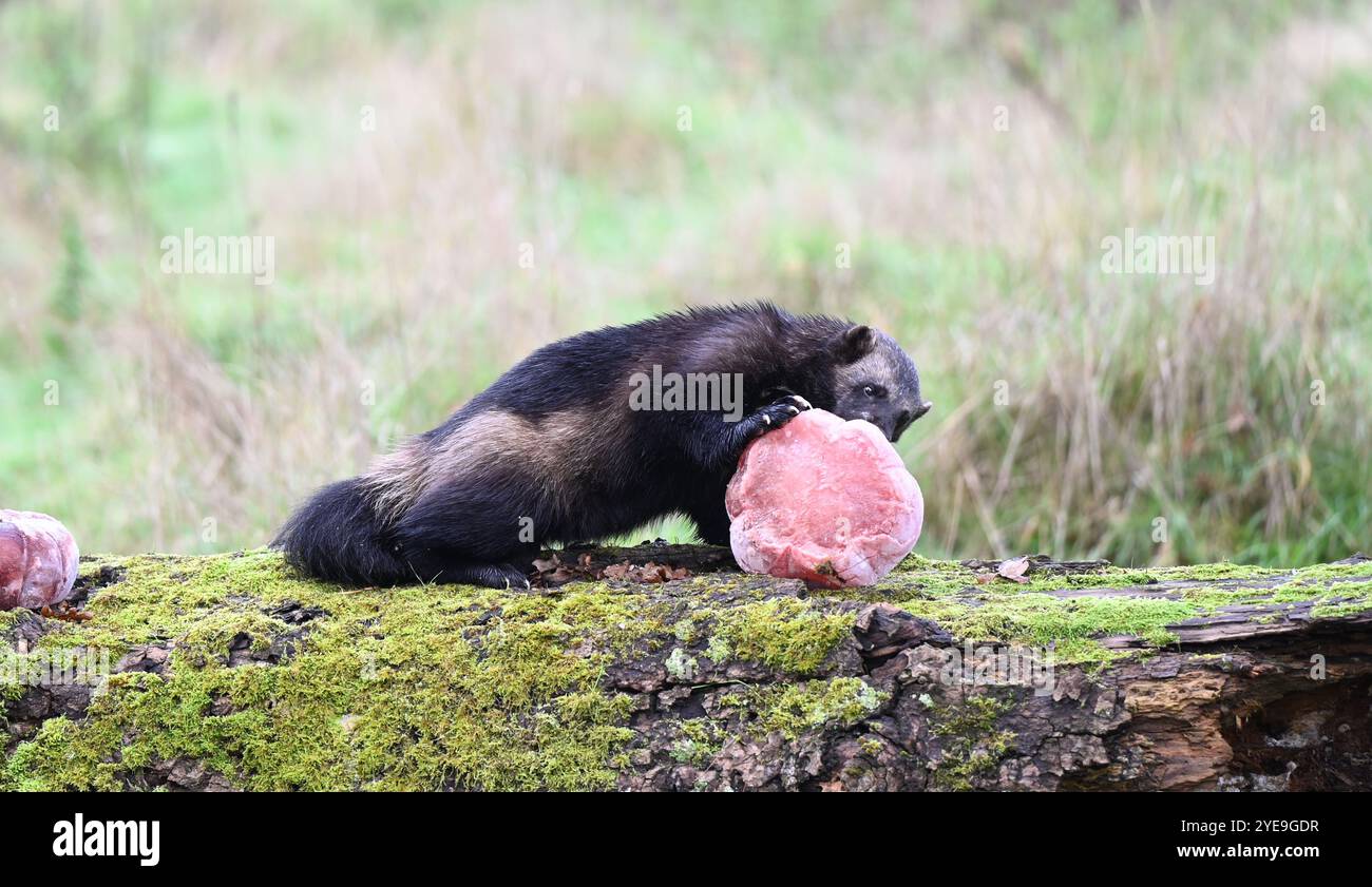 Wolverines (Woods devil ) enjoying blood ice in the shape of a pumpkin ...