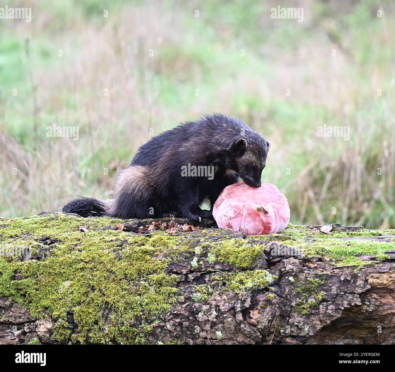 Wolverines (Woods devil ) enjoying blood ice in the shape of a pumpkin ...