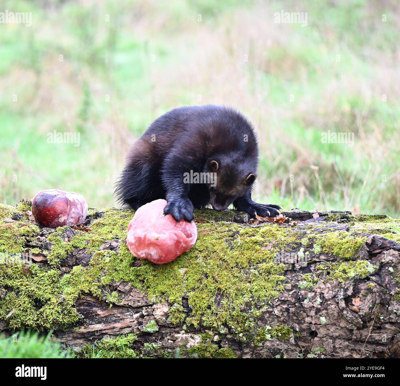 Wolverines (Woods devil ) enjoying blood ice in the shape of a pumpkin ...