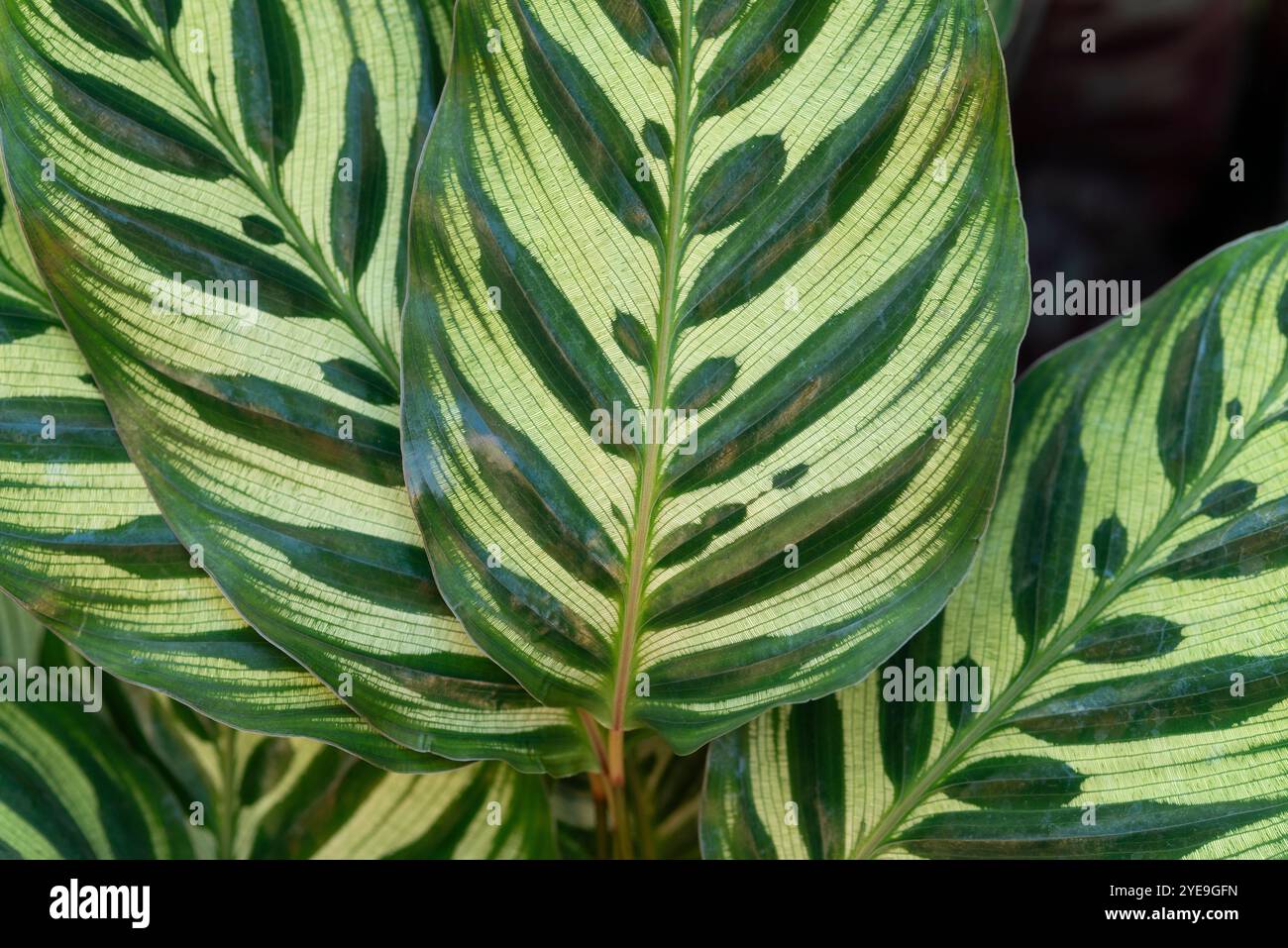 Peacock Plant Leaves, Calathea Makoyana Stock Photo - Alamy