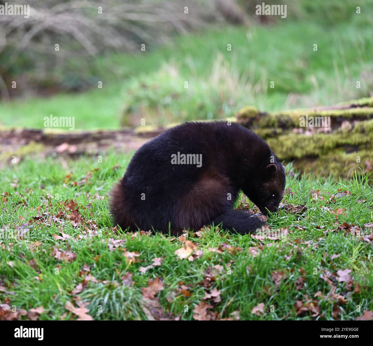 Wolverines (Woods devil ) enjoying blood ice in the shape of a pumpkin ...