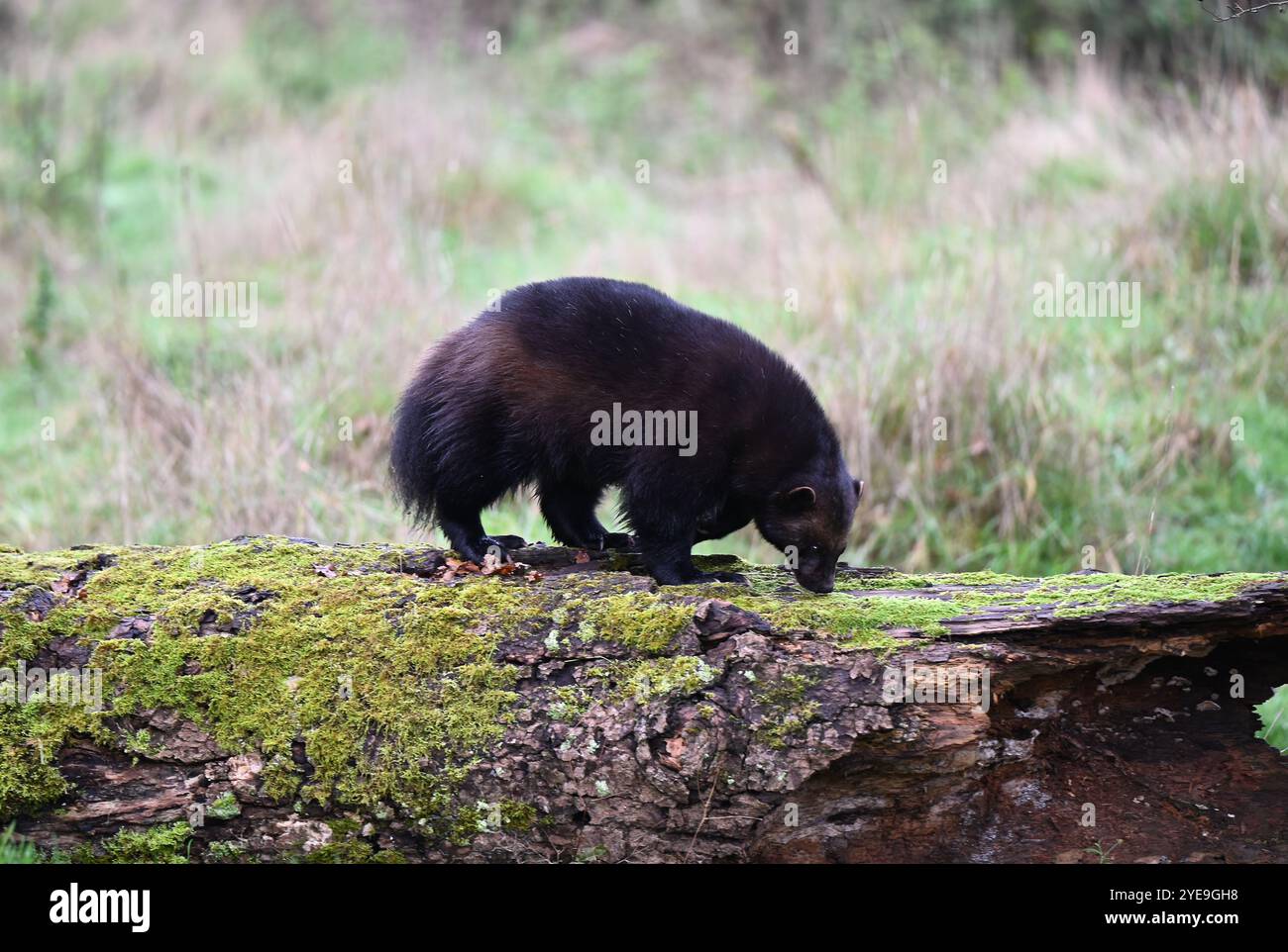 Wolverine animal with prey hi-res stock photography and images - Alamy