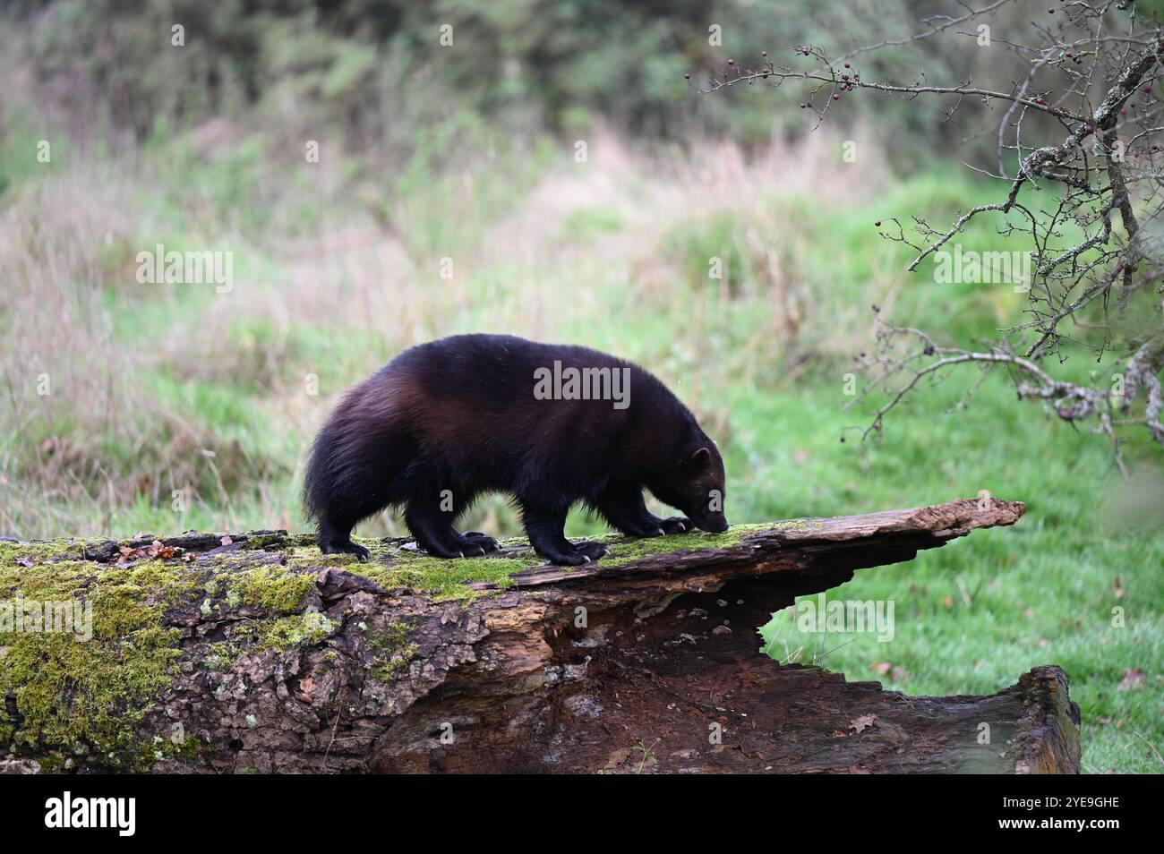 Wolverines (Woods devil ) enjoying blood ice in the shape of a pumpkin ...
