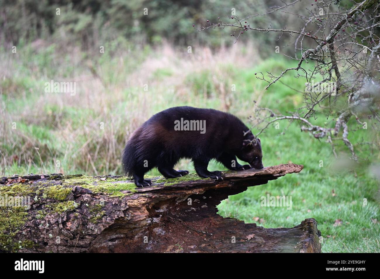 Wolverines (Woods devil ) enjoying blood ice in the shape of a pumpkin ...