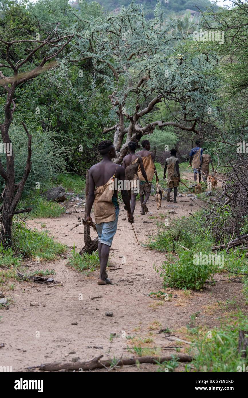 Hadzabe hunters and their dogs on a morning hunt for small game near ...