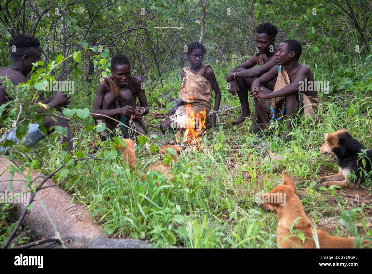 Hadzabe hunters gather around a fire after a successful morning hunt ...