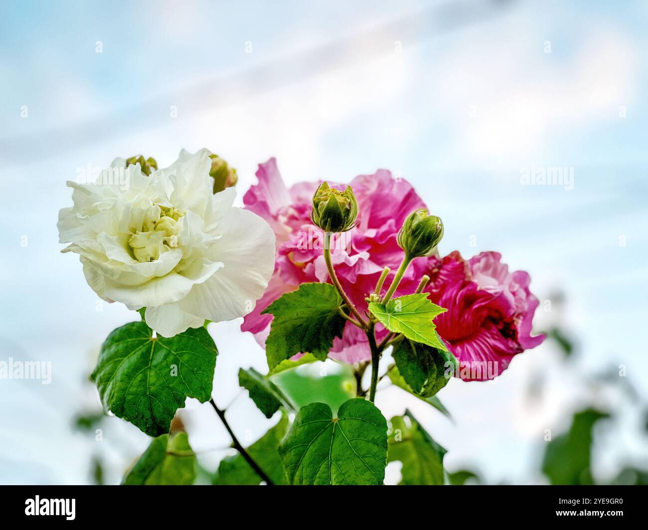 Flowers and buds of a Confederate Rose Tree. The flowers start off ...