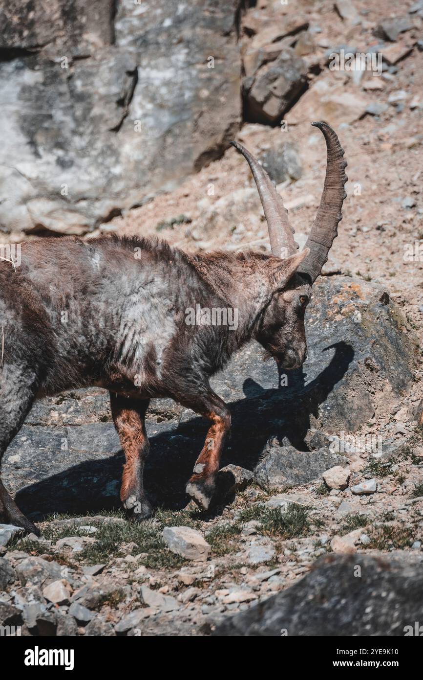Ibex with horns hi-res stock photography and images - Alamy