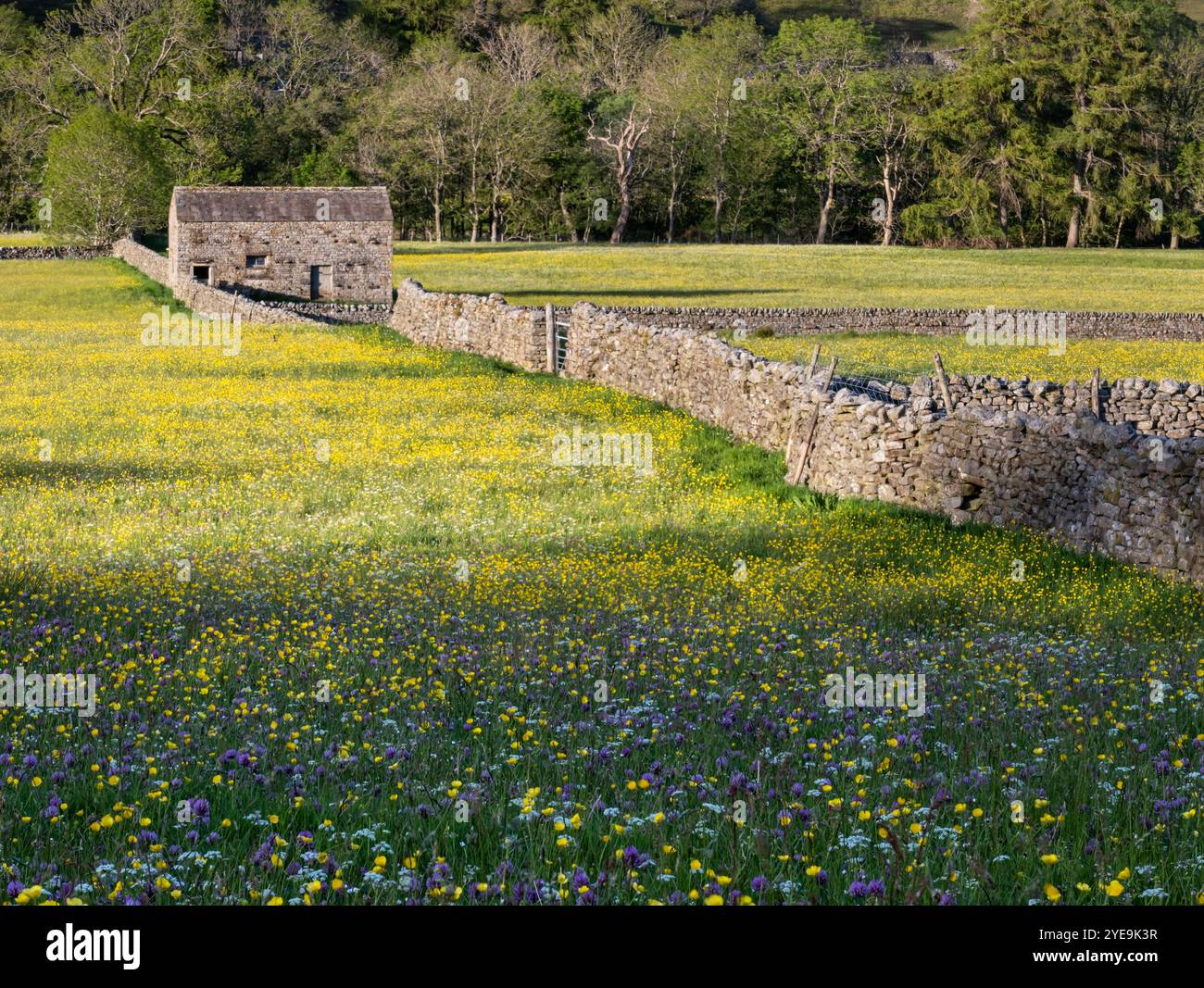 Hay & Wildflower Meadows near Muker, Swaledale, Yorkshire Dales ...