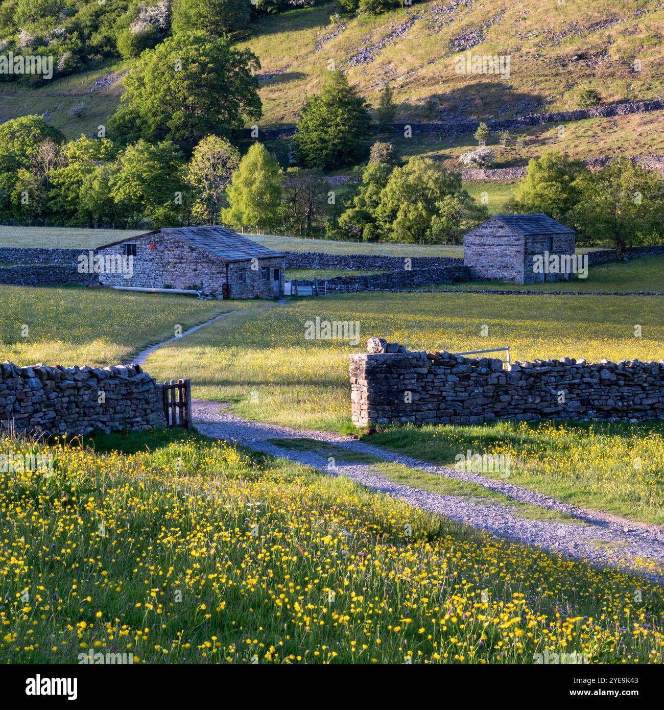 Hay & Wildflower Meadows near Muker, Swaledale, Yorkshire Dales ...
