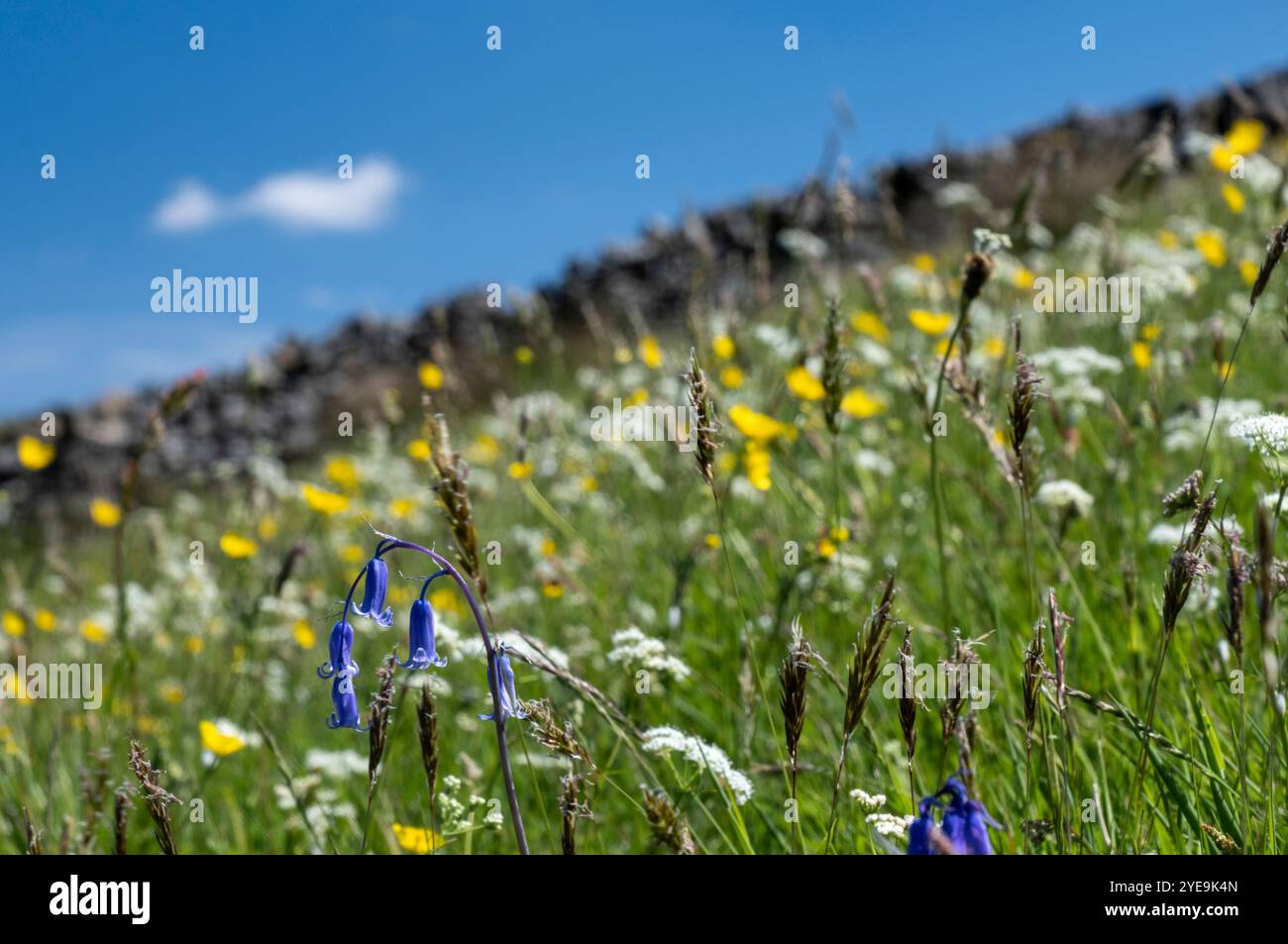 Wildflower Meadow Detail, Swaledale, Yorkshire Dales National Park ...