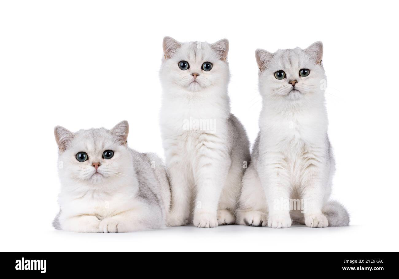 Row of 3 shaded British Shorthair cat kittens sitting and laying ...