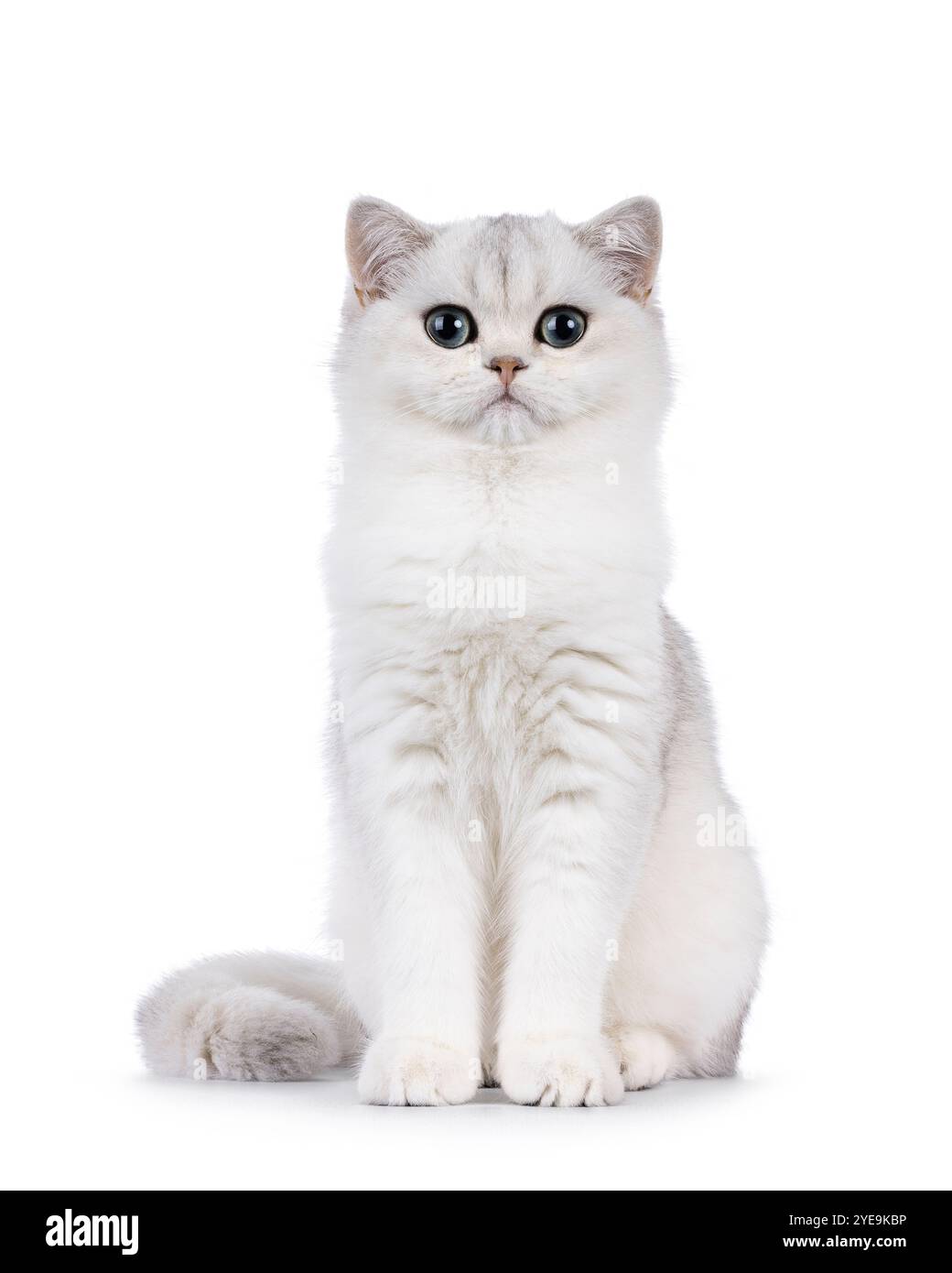 Cat coat colors hi-res stock photography and images - Alamy