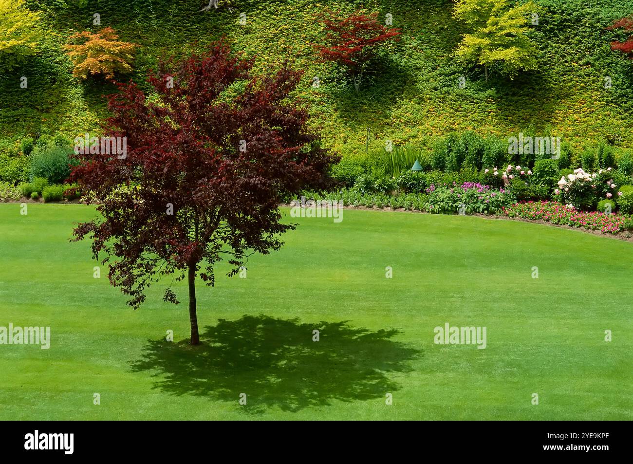 Tree and flowering plants in a botanical garden in Victoria, BC, Canada ...