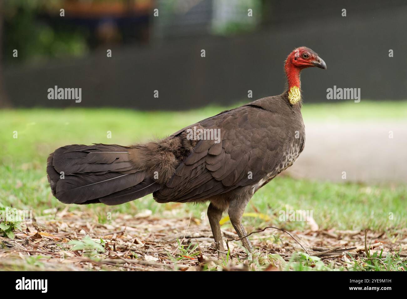 Australian Brush Turkey in side profile Stock Photo - Alamy