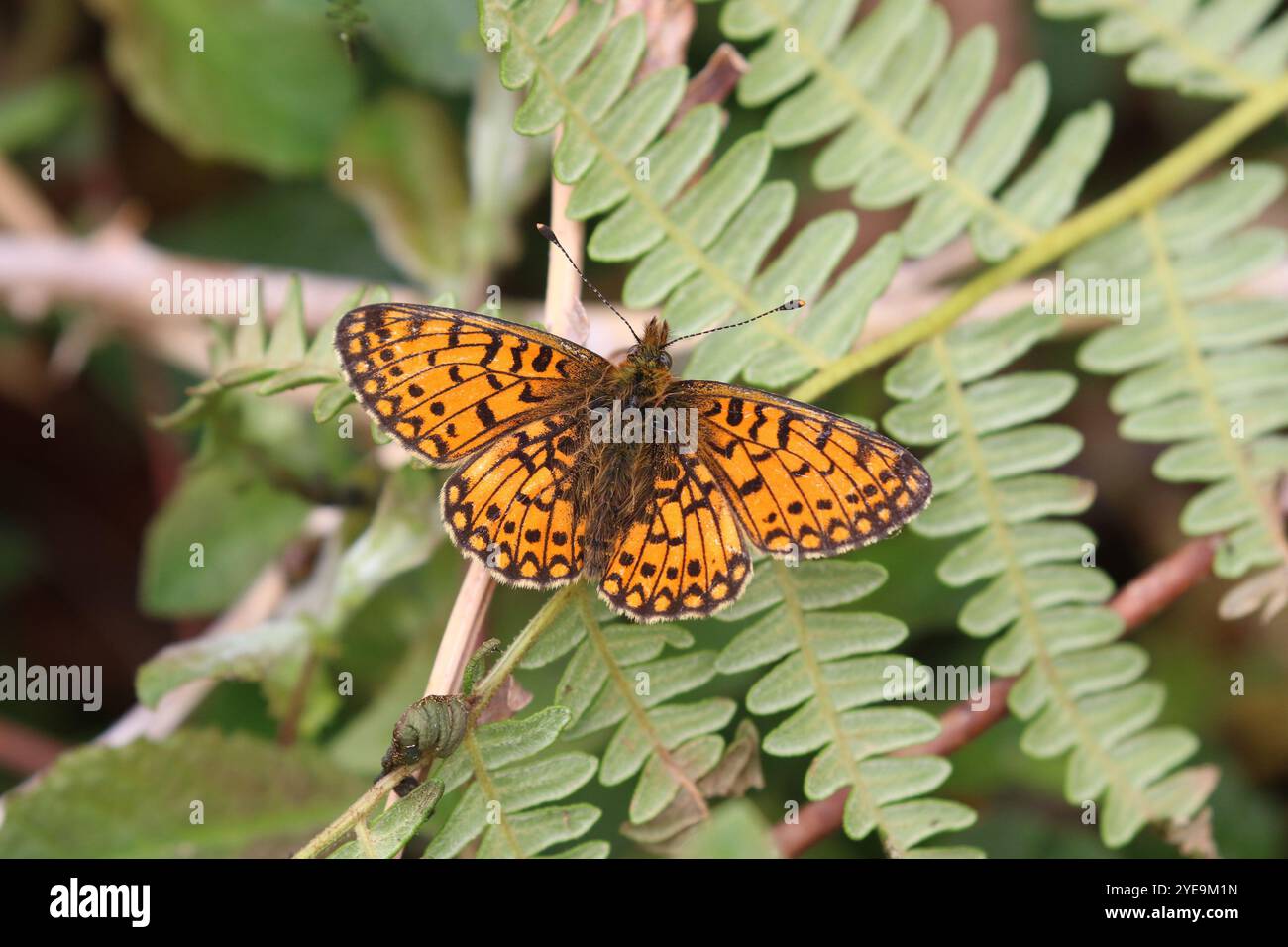 Small Pearl-bordered Fritillary male - Boloria selene Stock Photo - Alamy