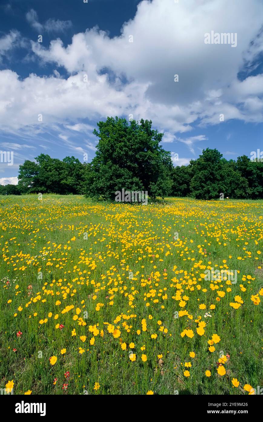 Idyllic landscape with dandelions and trees under a blue sky with ...