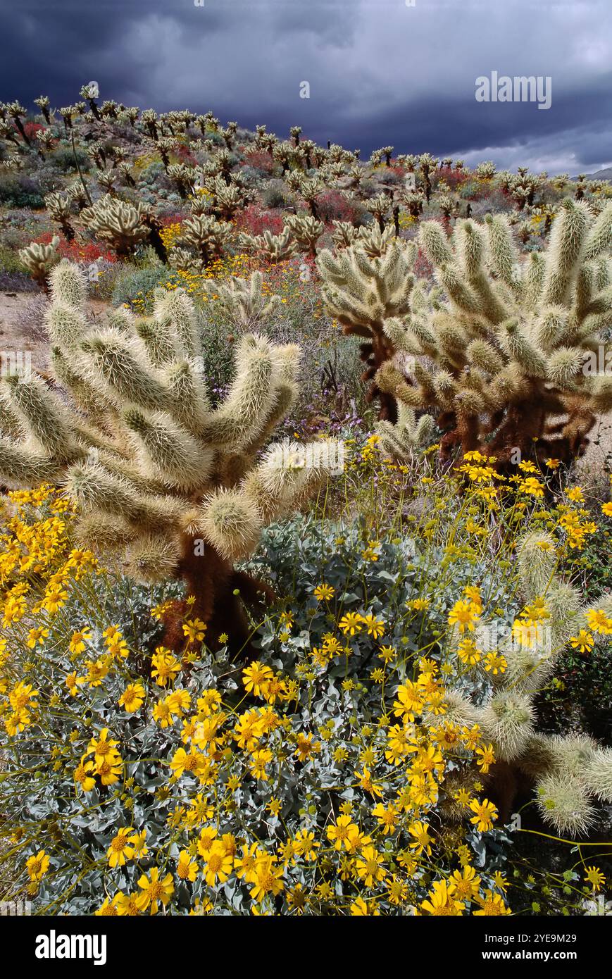 Cholla cactus (Cylindropuntia) with colourful flowering plants under a ...