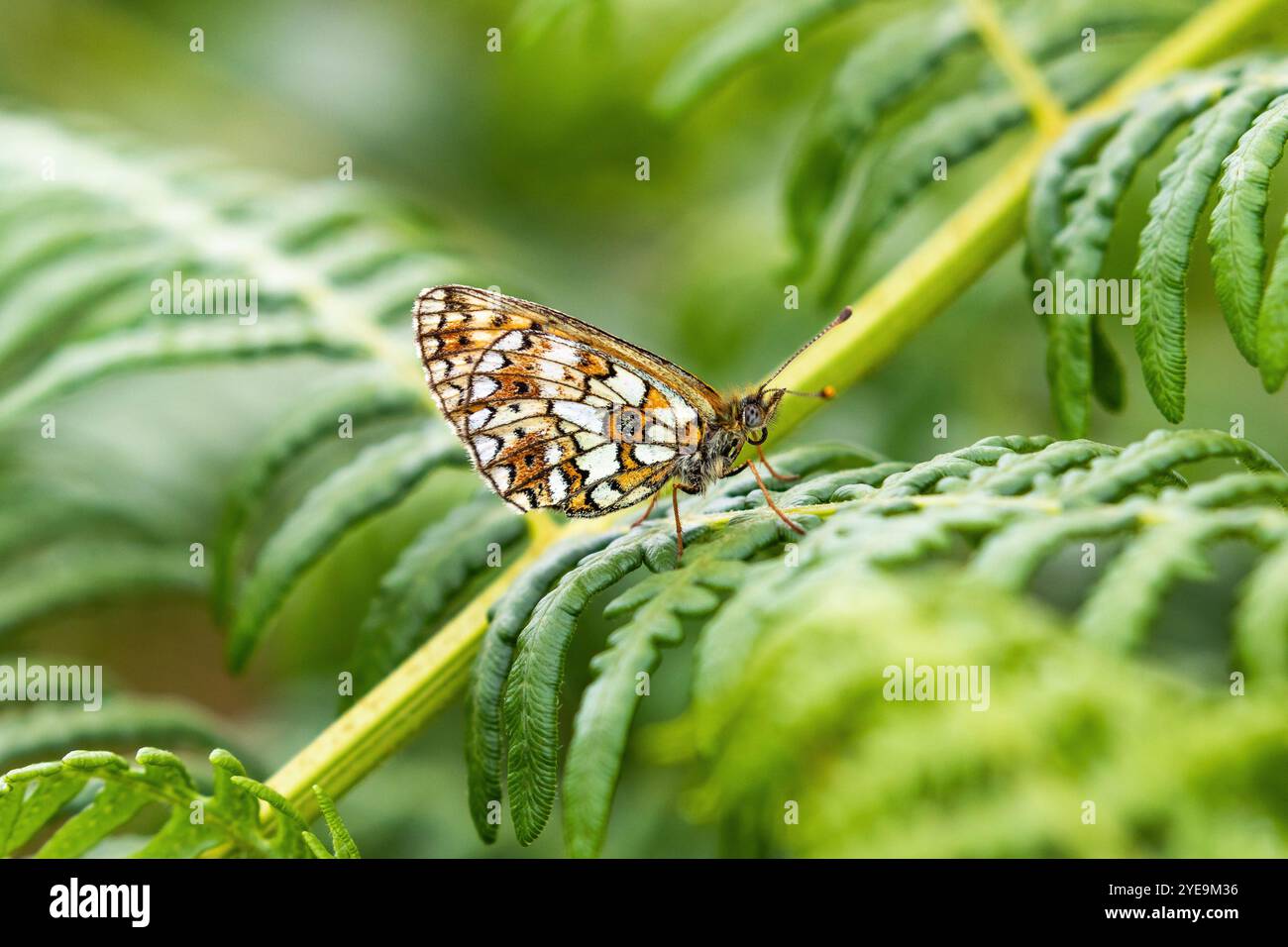 Small Pearl-bordered Fritillary female - Boloria selene Stock Photo - Alamy