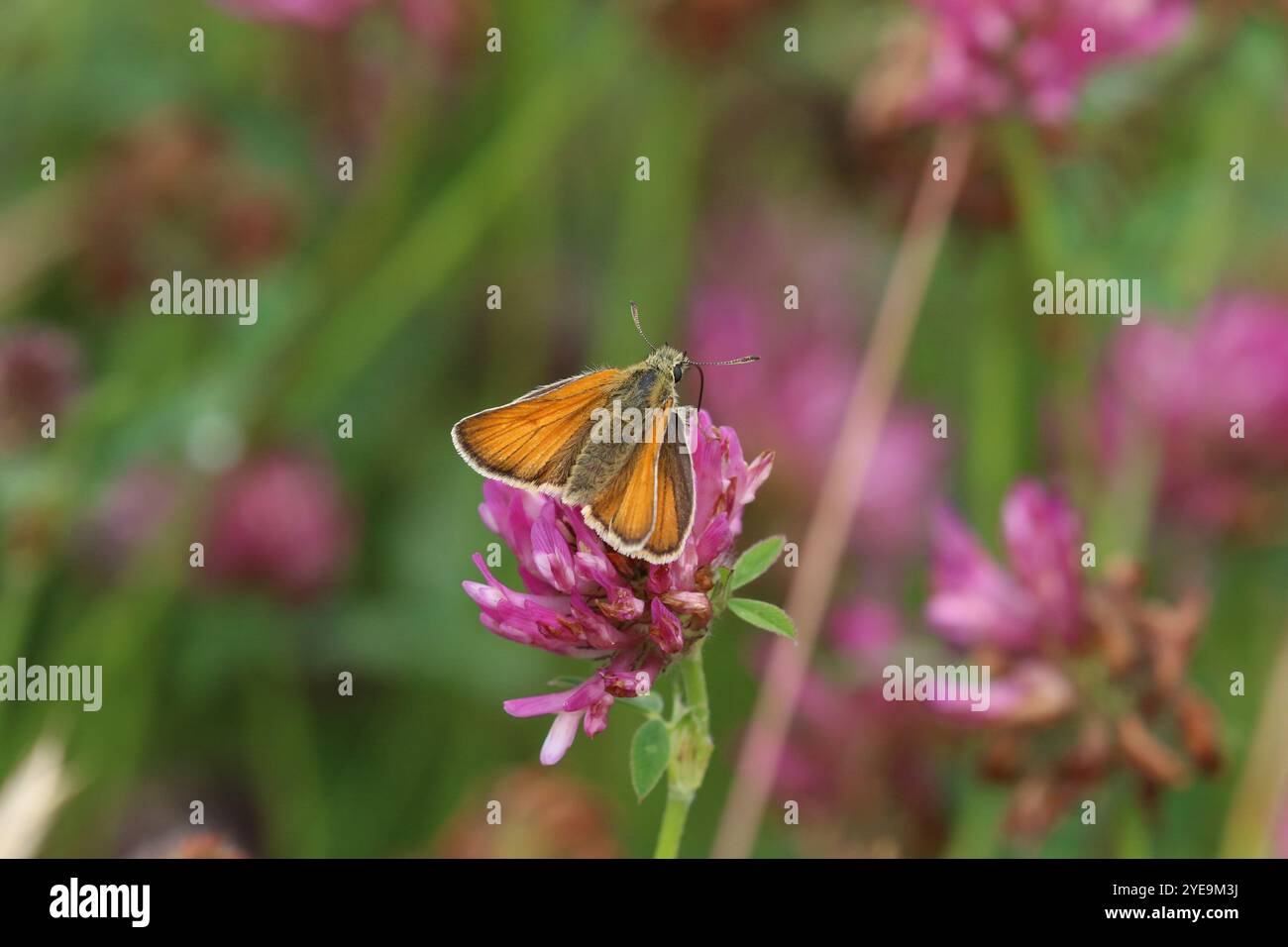 Small Skipper Butterfly female - Thymelicus sylvestris Stock Photo - Alamy