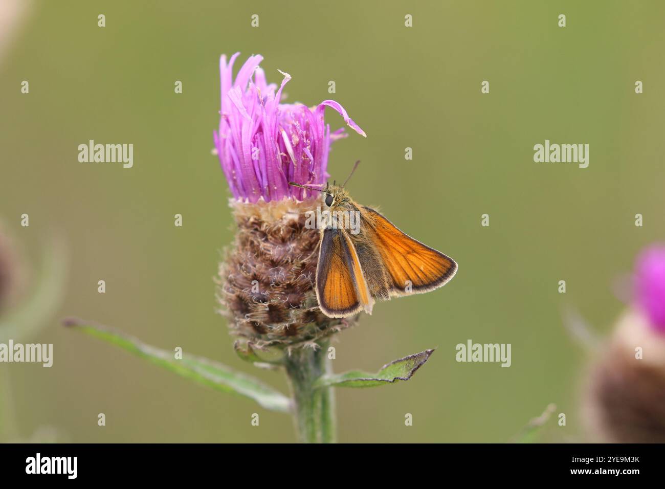 Small Skipper Butterfly female - Thymelicus sylvestris Stock Photo - Alamy
