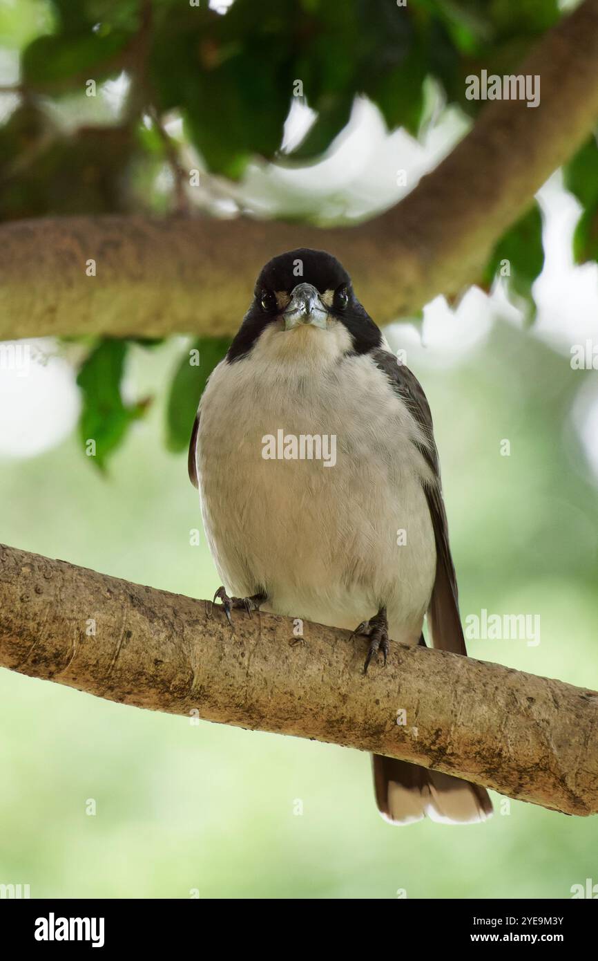 Native butcher hi-res stock photography and images - Alamy