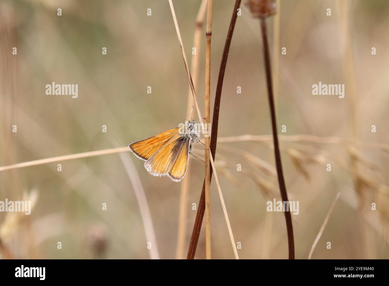 Small Skipper Butterfly female - Thymelicus sylvestris Stock Photo - Alamy