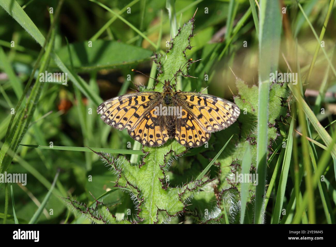 Small Pearl-bordered Fritillary female - Boloria selene Stock Photo - Alamy