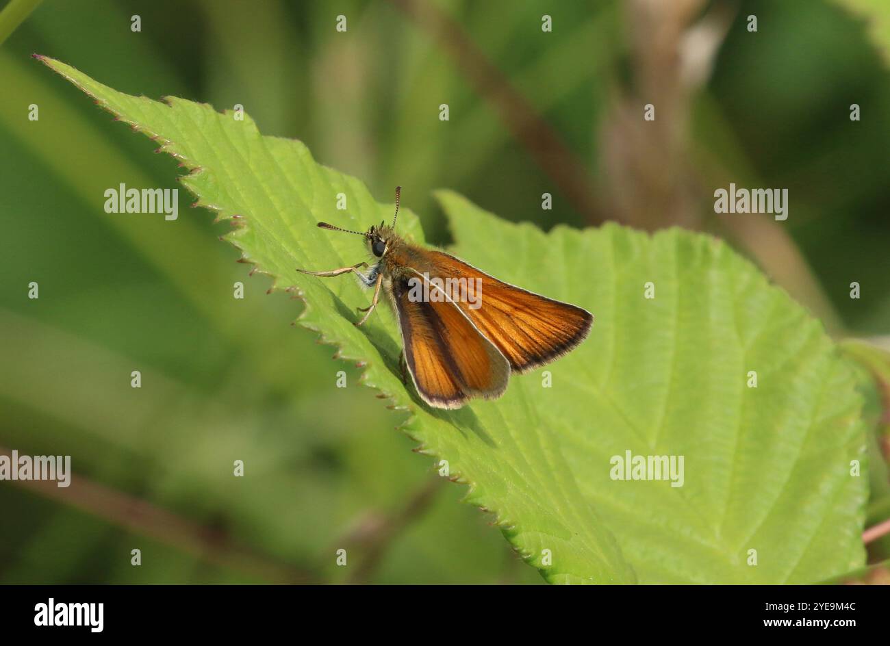 Small Skipper Butterfly female - Thymelicus sylvestris Stock Photo - Alamy