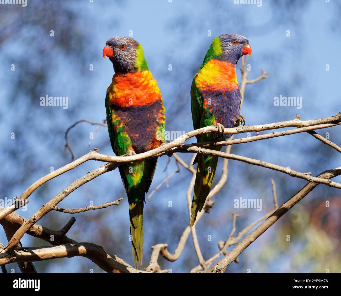 Parrot rainbow lorikeet hi-res stock photography and images - Alamy
