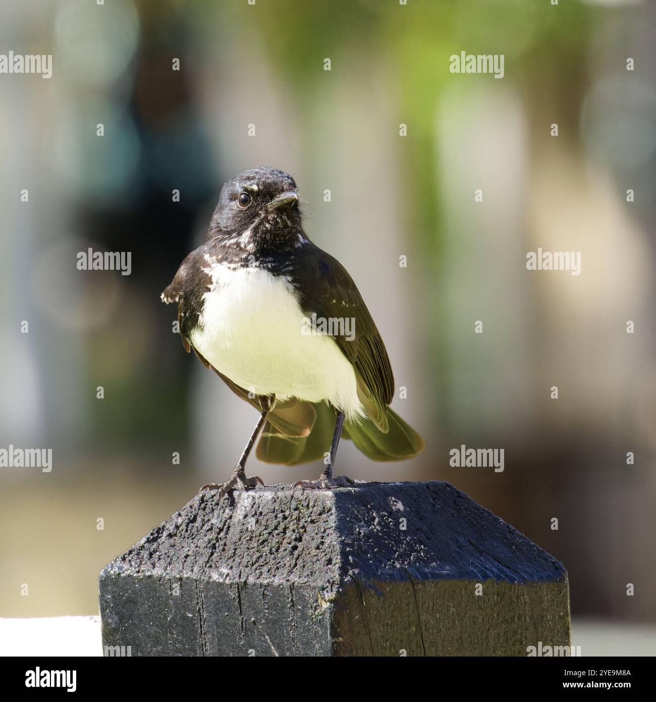 Willie wagtail bird native hi-res stock photography and images - Alamy