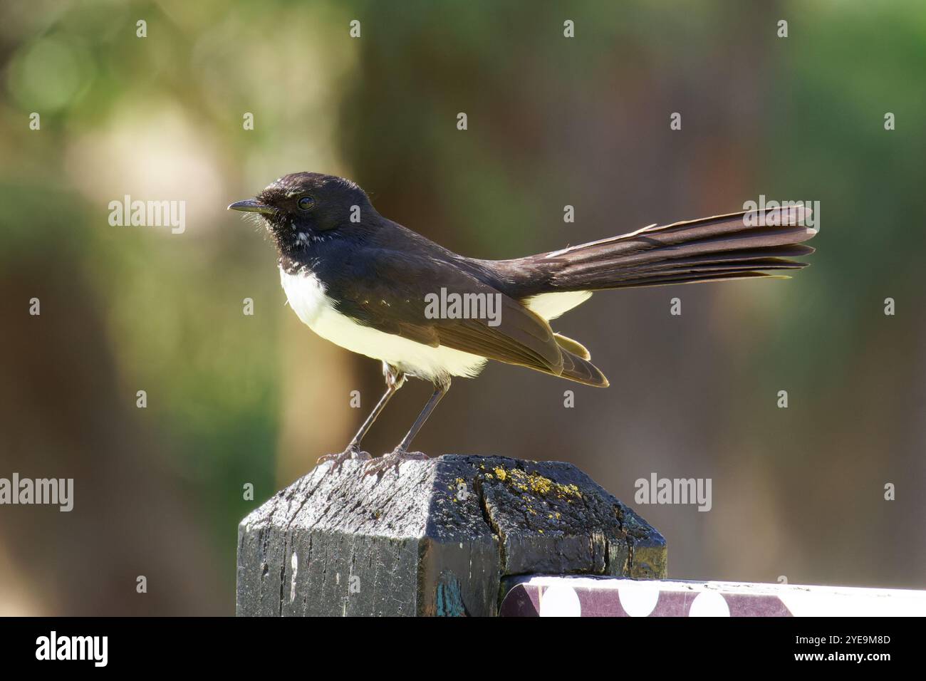Willie wagtail bird native hi-res stock photography and images - Alamy