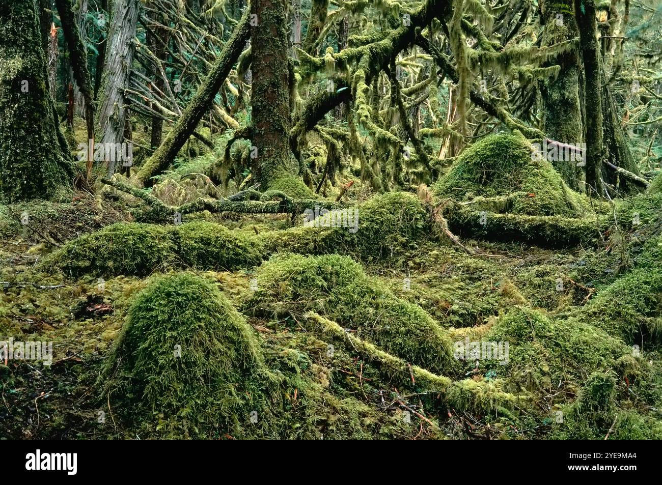 Moss-covered trees in the rainforest in the Queen Charlotte Islands, BC ...