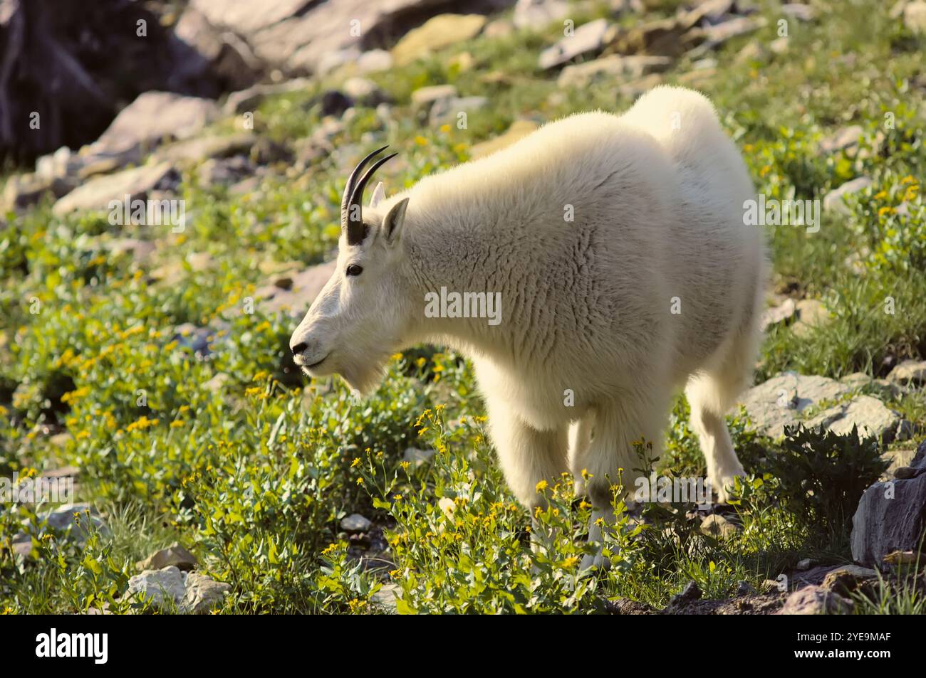Mountain goat (Oreamnos americanus) stands in blossoming plants on a ...