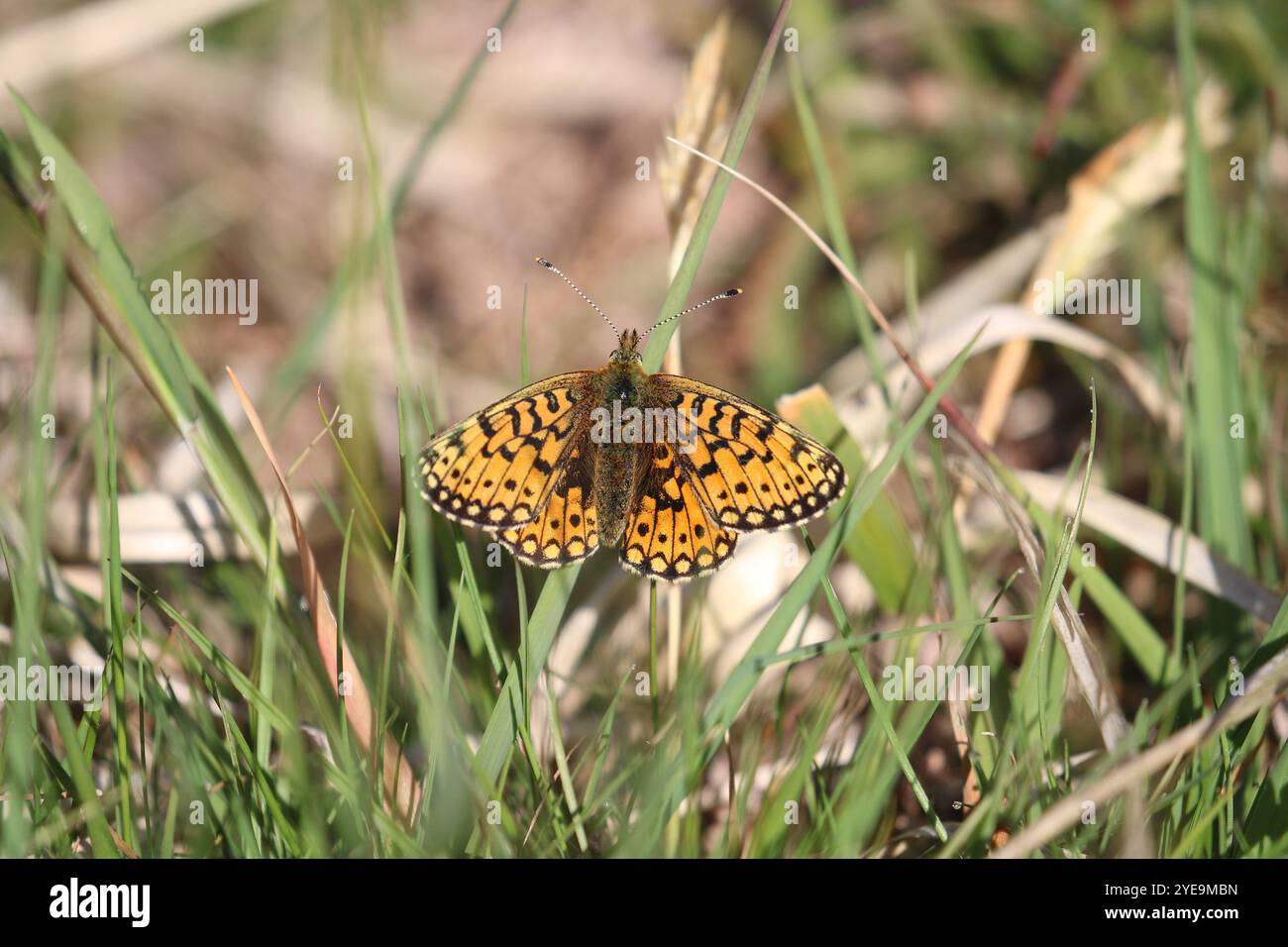 Small Pearl-bordered Fritillary Female - Boloria selene Stock Photo - Alamy