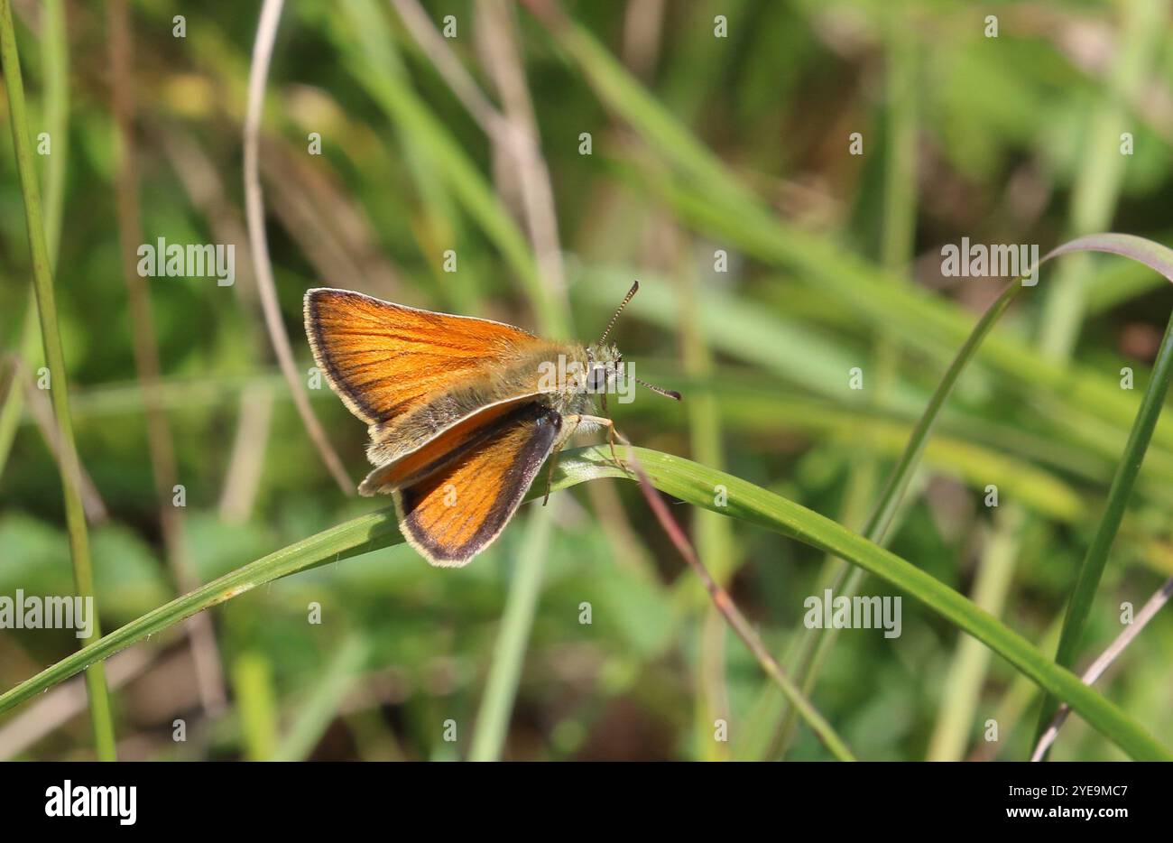 Small Skipper Butterfly female - Thymelicus sylvestris Stock Photo - Alamy