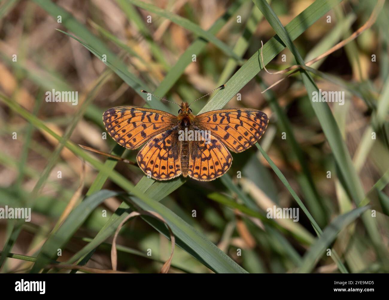 Butterflies upperside fritillary hi-res stock photography and images ...