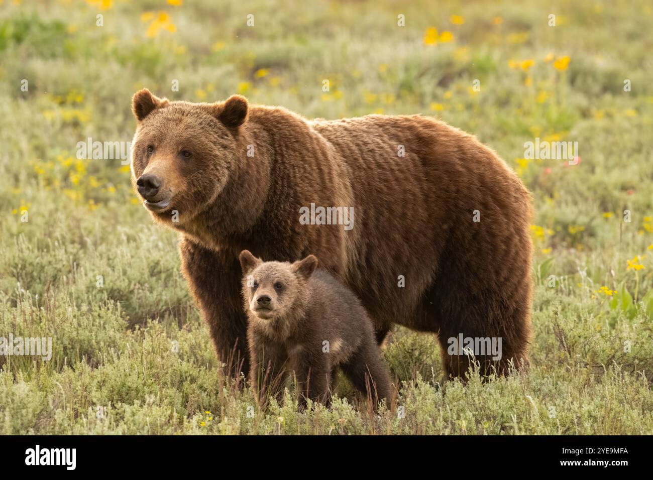 Grizzly bear 399 with one of her four cubs, June 2020, Grand Teton National Park Stock Photo - Alamy