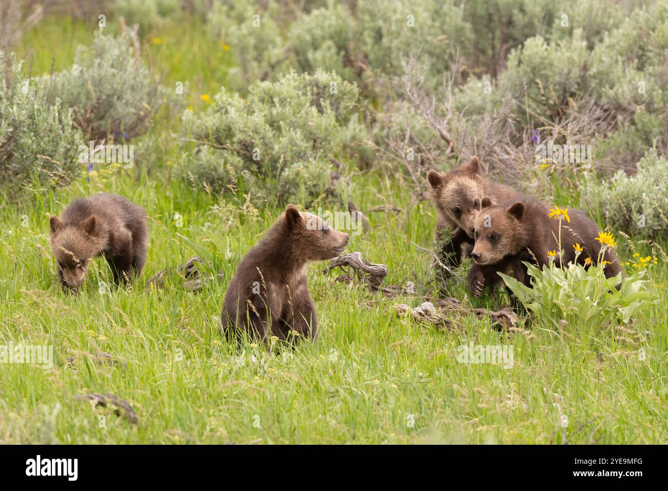 4 grizzly bear cubs hi-res stock photography and images - Alamy