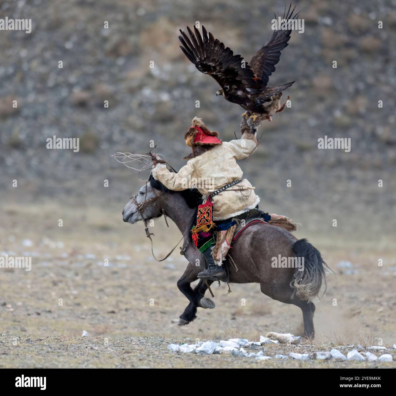 Mongolian Eagle Hunter on horseback with Golden Eagle (Aquila ...