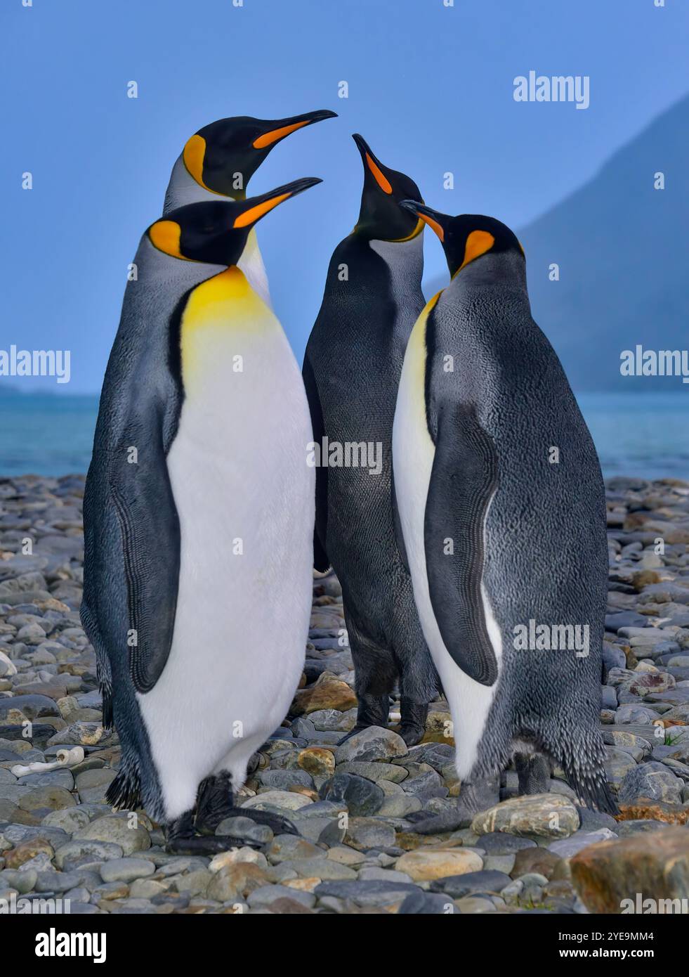 Four King Penguins on the rocks in Fortuna Bay, with one very rare ...