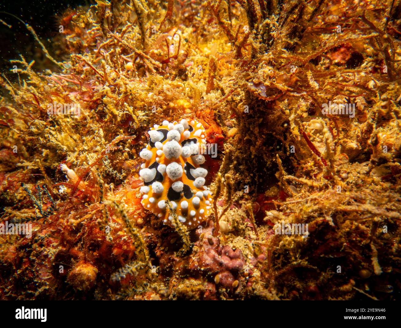 Bright yellow and white Ocellated Phyllidia nudibranch, Phyllidia ...