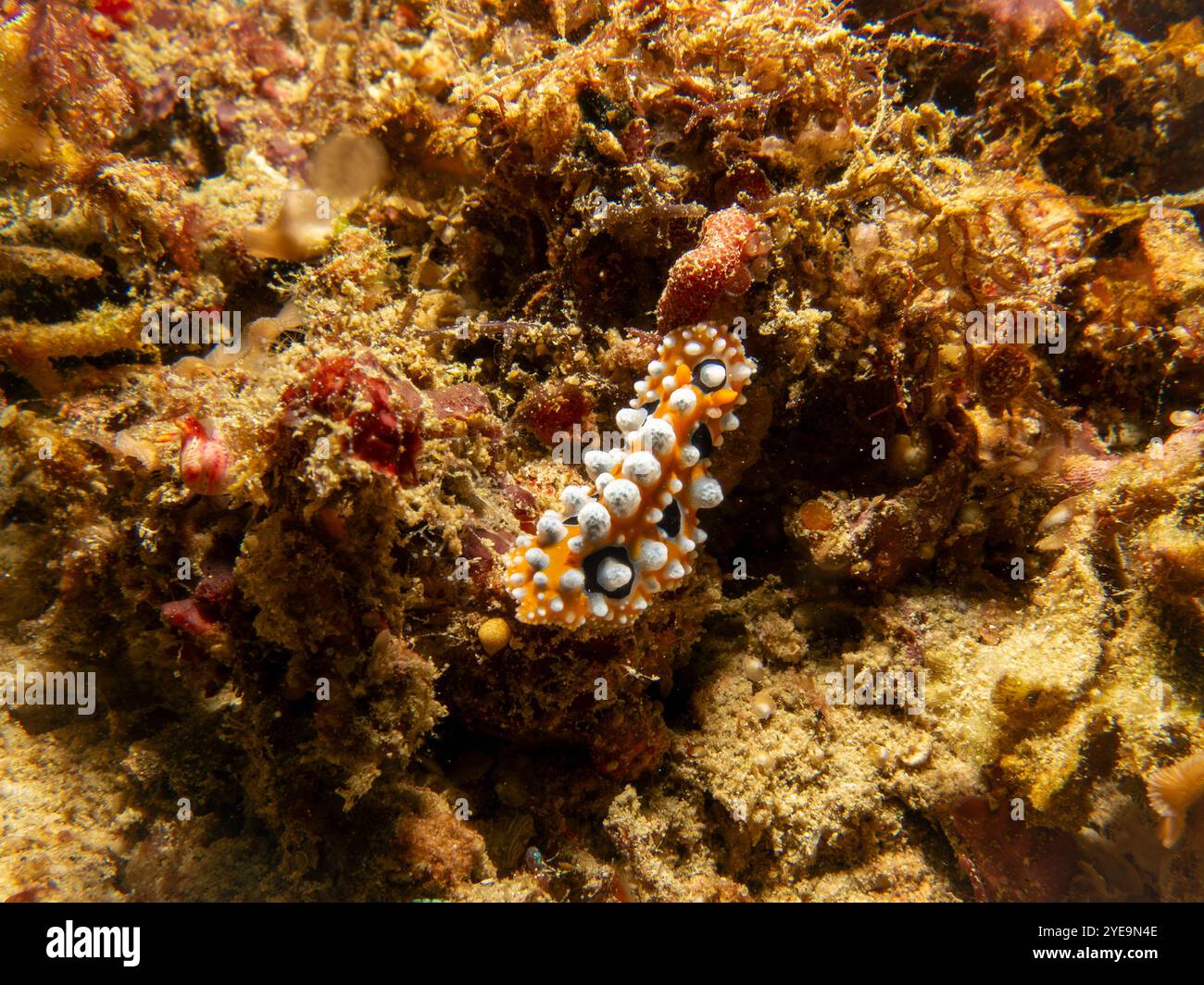 Bright yellow and white Ocellated Phyllidia nudibranch, Phyllidia ...