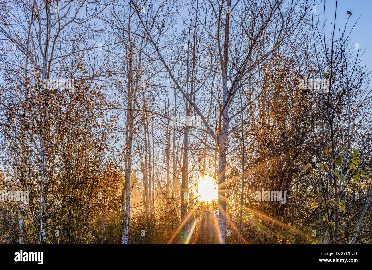 Sunlight bursts through the trees in autumn; Ottawa Valley, Ontario ...